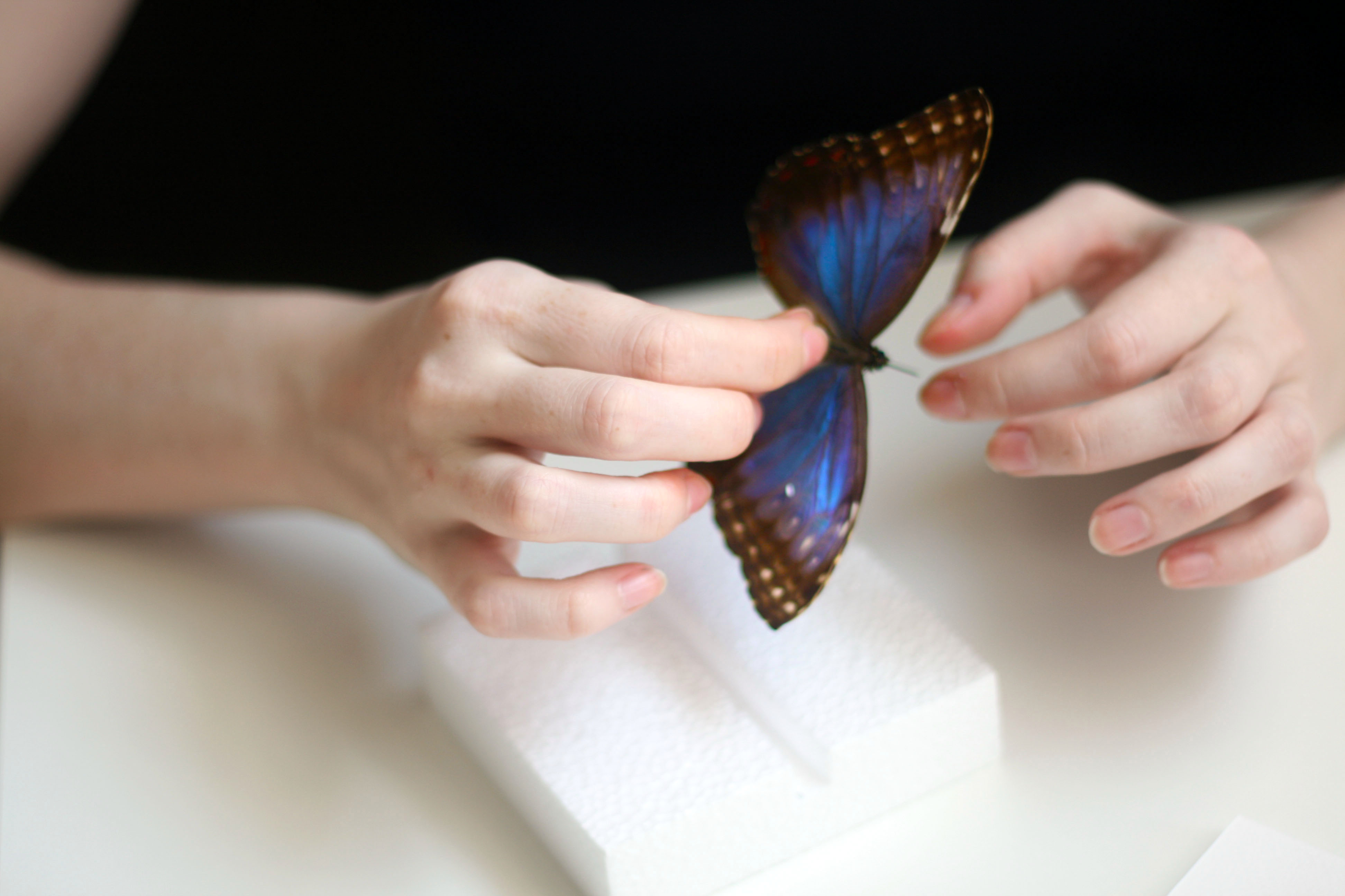 Pinned butterfly wall art · Randi with an i