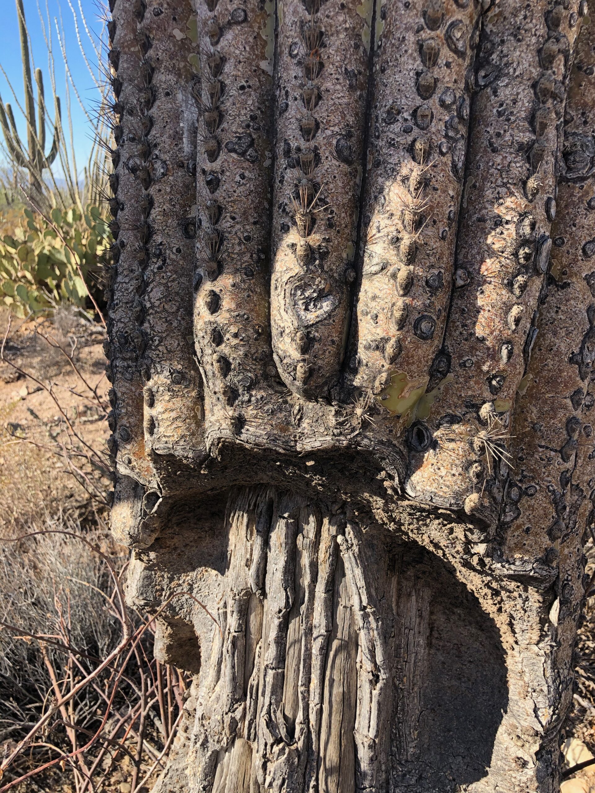 Saguaro National Park · Randi with an i